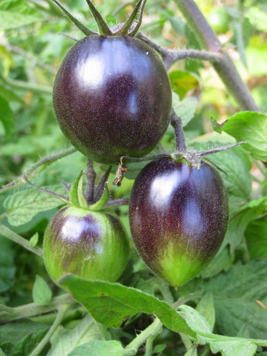 Mostly Tomato Mania: Pictures of Tom Wagner's Tomato varieties
