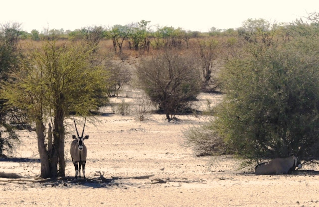 LUIS LÓPEZ PUNTO COM: ÁFRICA AUSTRAL 2016: El Orix, un antílope que ...