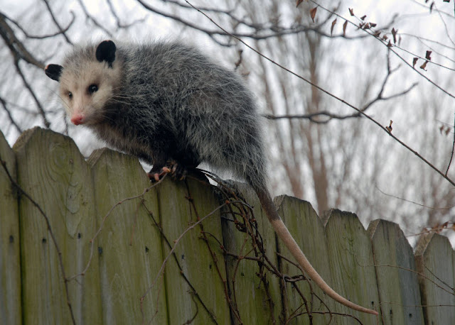 Opossum | The Biggest Animals Kingdom