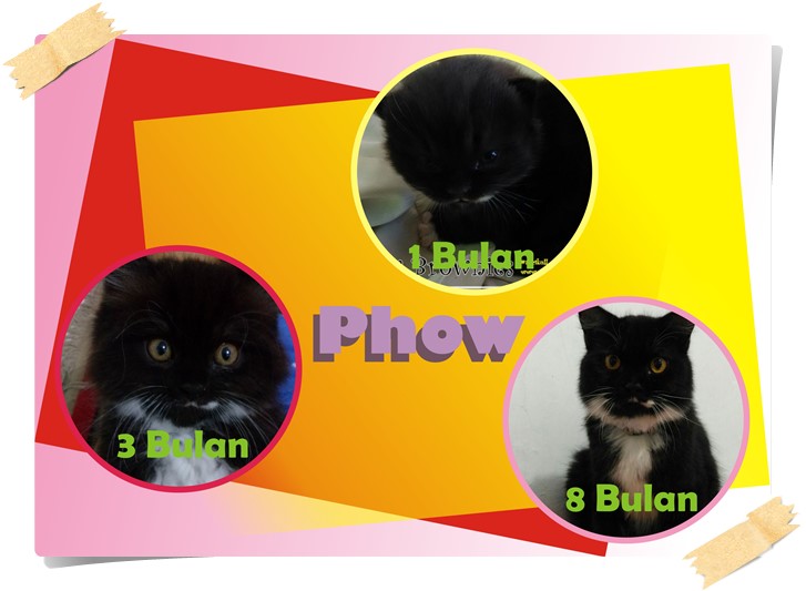 Mengetahui Tahapan Pertumbuhan Anak Kucing