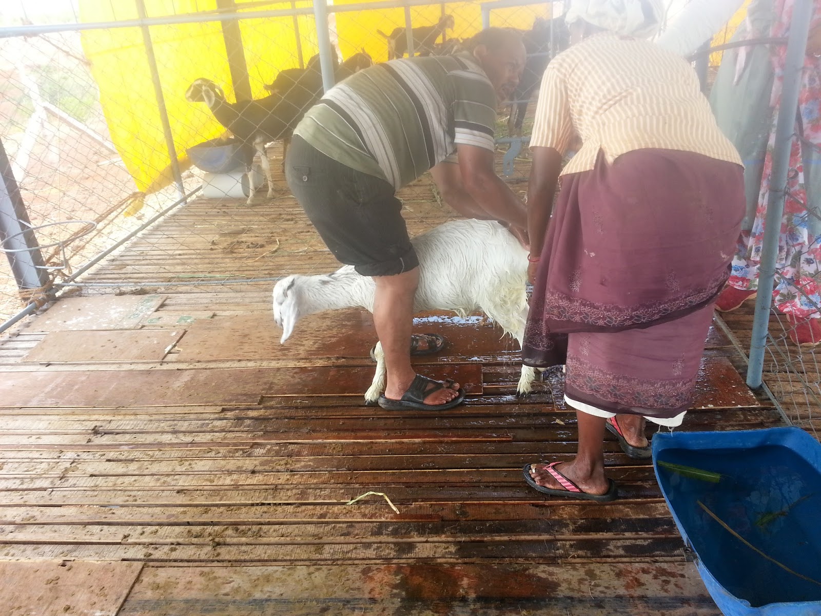 Techie2Aggie: Phase 1 Goat Procurement : Tellacherry and Kanni Aadu