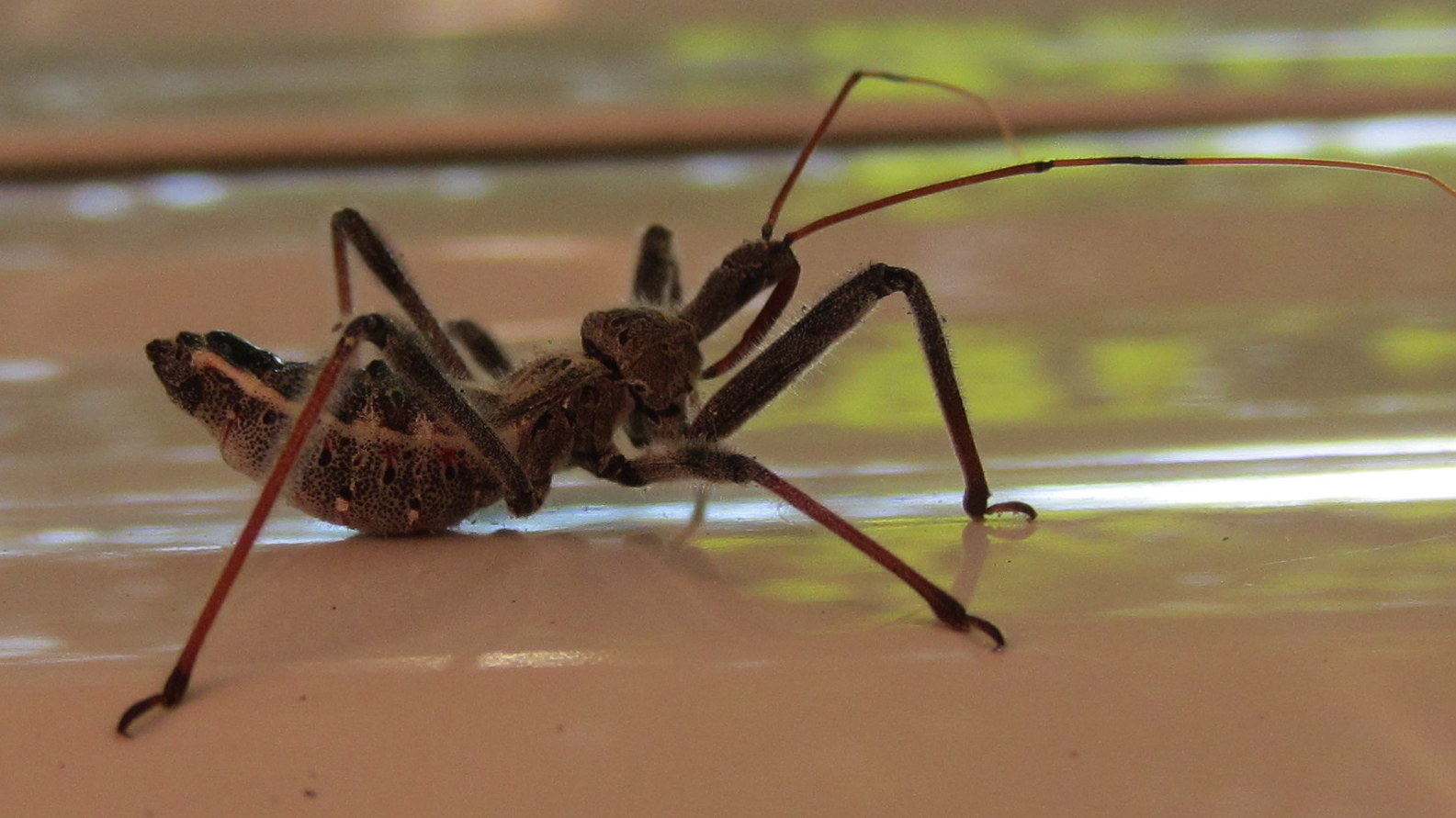 Sleeps Two: Goose Point Campground, Philpott Lake, Virginia