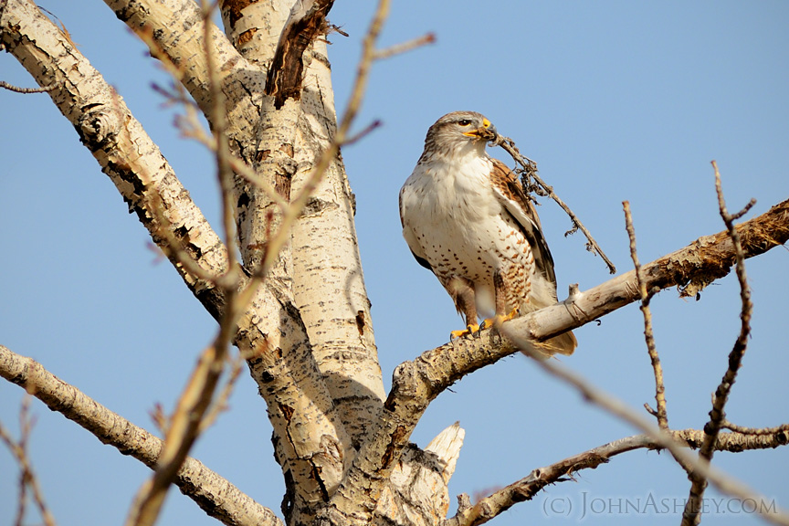 Wild and Free Montana: Ferruginous Hawks: Our Regal, Rusty Raptors