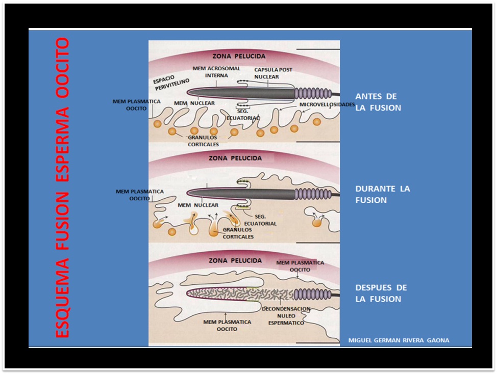 MANUAL DE REPRODUCCION BOVINA: FECUNDACION