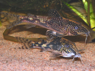 Fish Index: Bearded Catfish (Scleromystax barbatus)