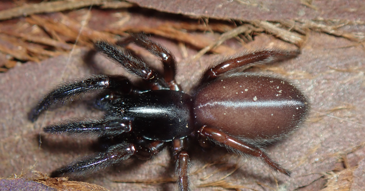 細蟹屋 Photographs of Japanese Spiders: Segestriidae エンマグモ科