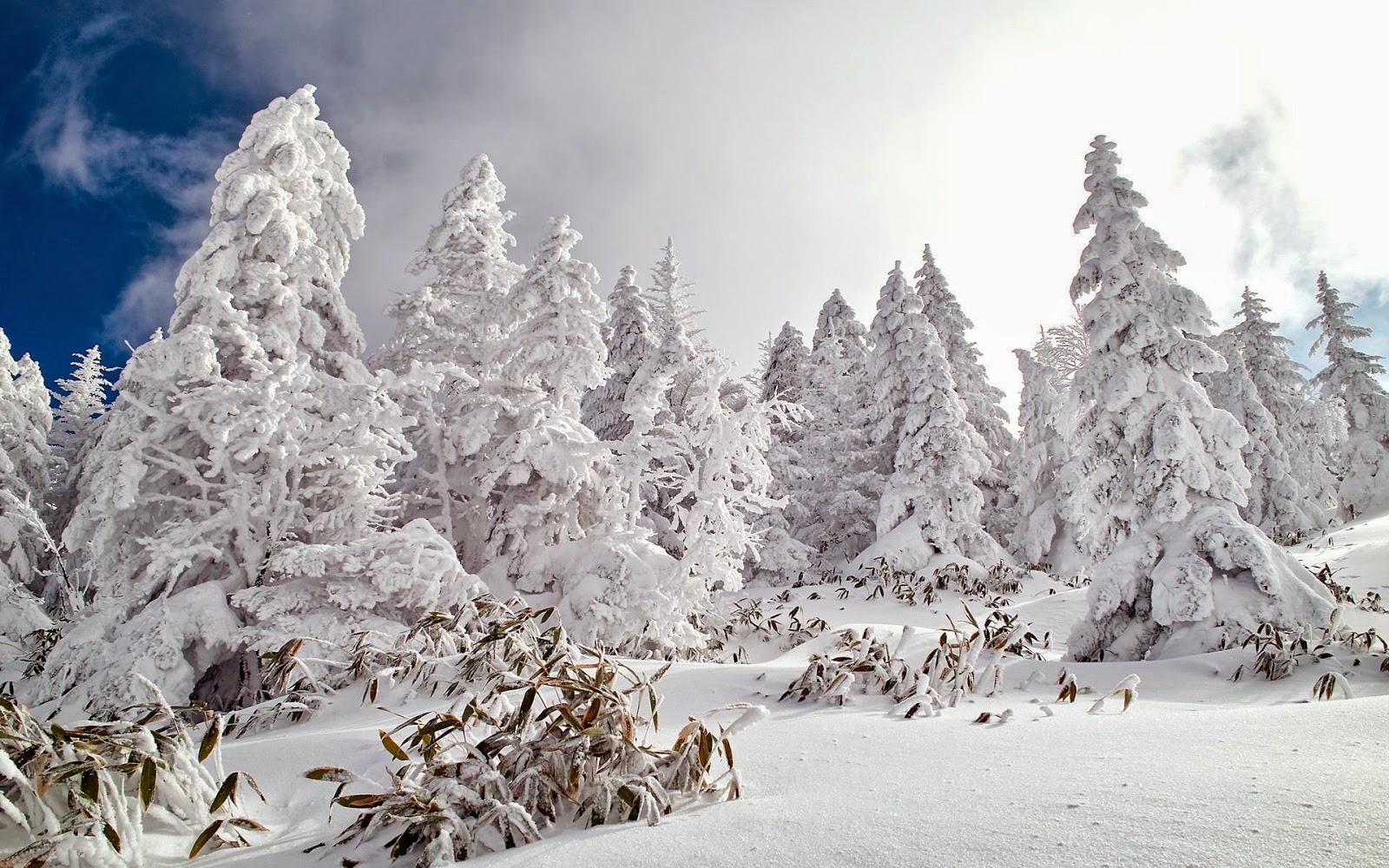 Snow Forest | hdblogwallpaper