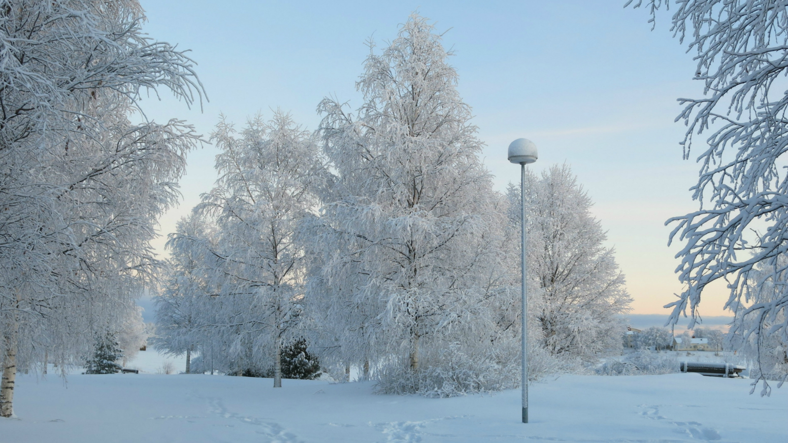 LENS and COVER - PHOTOGRAPHY: Frosty Trees in the Park