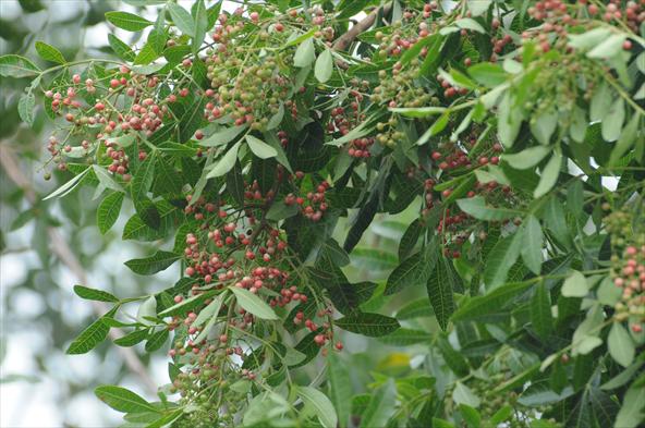 Aroeira - Lithraea molleoides e Schinus molle L.