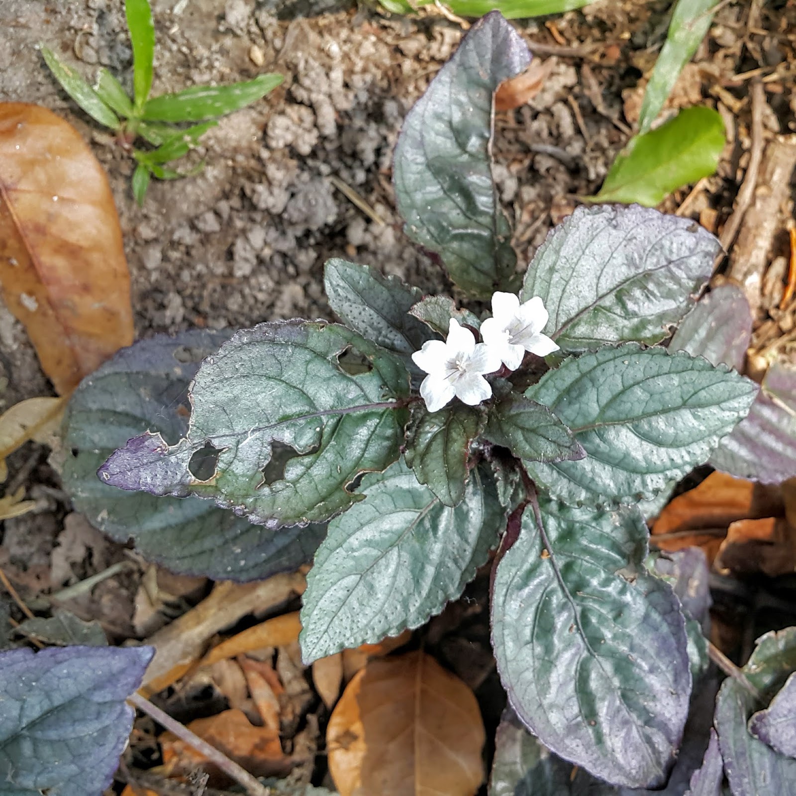 "Verdade//aspas" : 👪 Acanthaceae (Hemigraphis alternata)