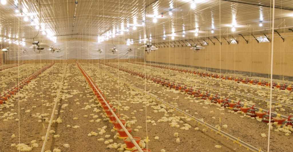 Golden Wings Fowls: Brooding In Poultry Production