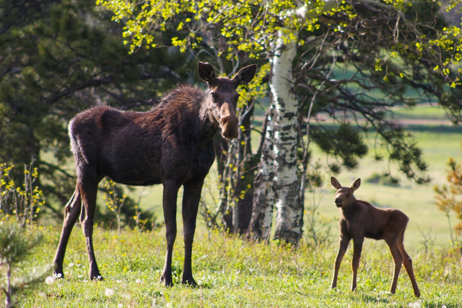 Romping and Rolling in the Rockies: Baby Moose