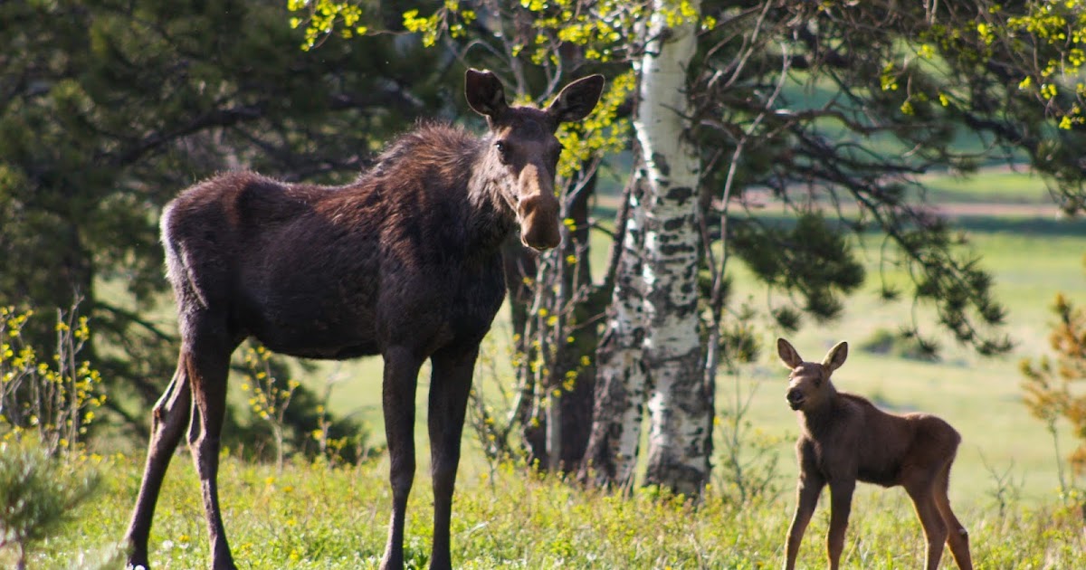 Romping and Rolling in the Rockies: Baby Moose