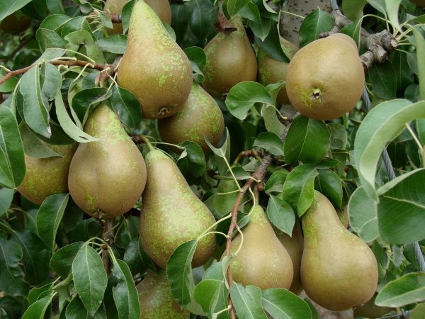 Golardefra: Variétés de poires