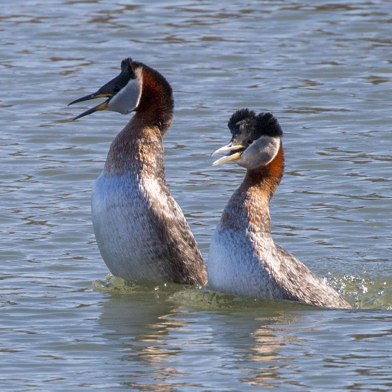 Friends of Sam Smith Park: THE RED-NECKED GREBES ARE BACK - "MATING DANCE"