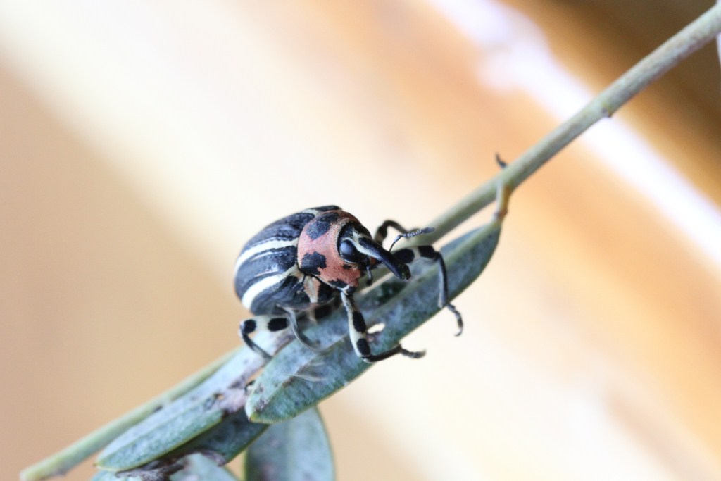 Toyota Enviro Outreach 2012