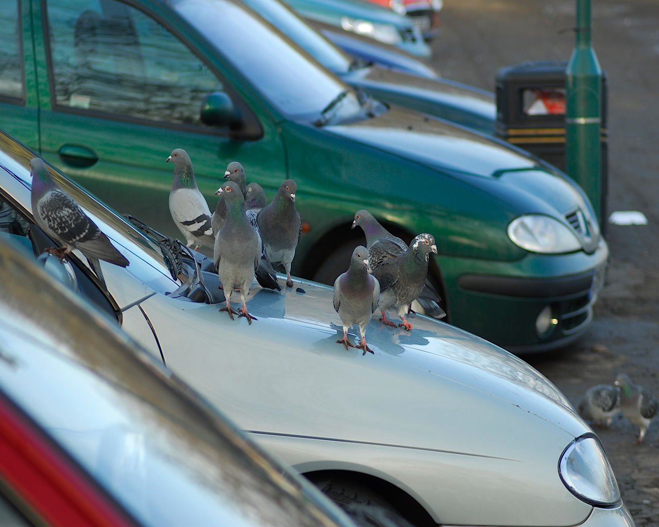 car bonnet | Cars Hd Wallpapers