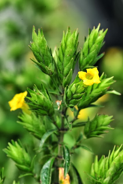 KEJI BELING (Strabilanthes crispus) | Eny Prasetyo