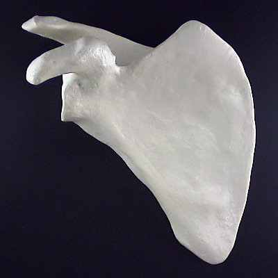 UW Shoulder and Elbow Academy: Lateralization in reverse total shoulder