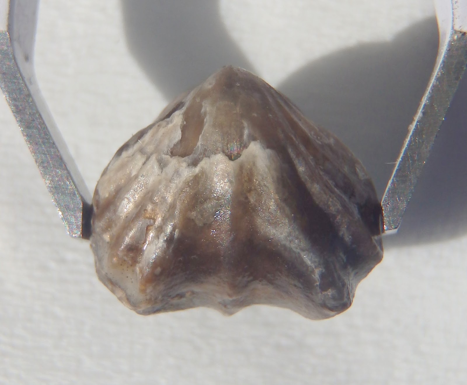 Braquiópodos: "Rhynchonella" (Homoeorhynchia) sp. A