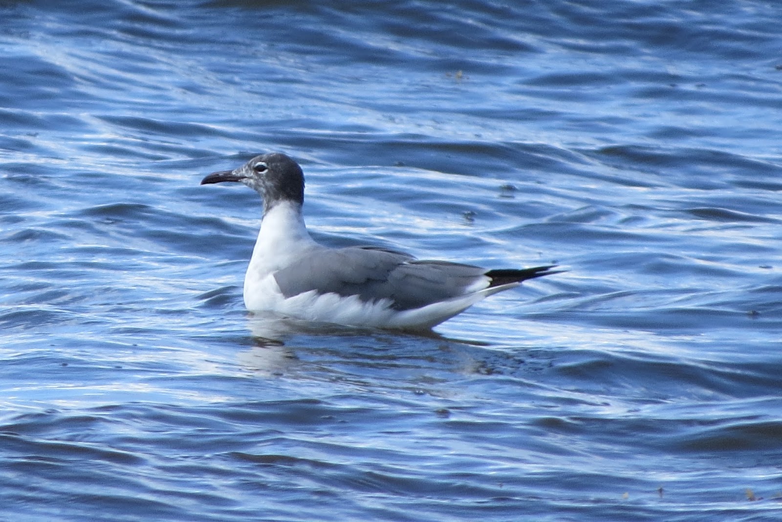 TopazNButtonTravels: MEXICO: BIRD: LAUGHING GULL