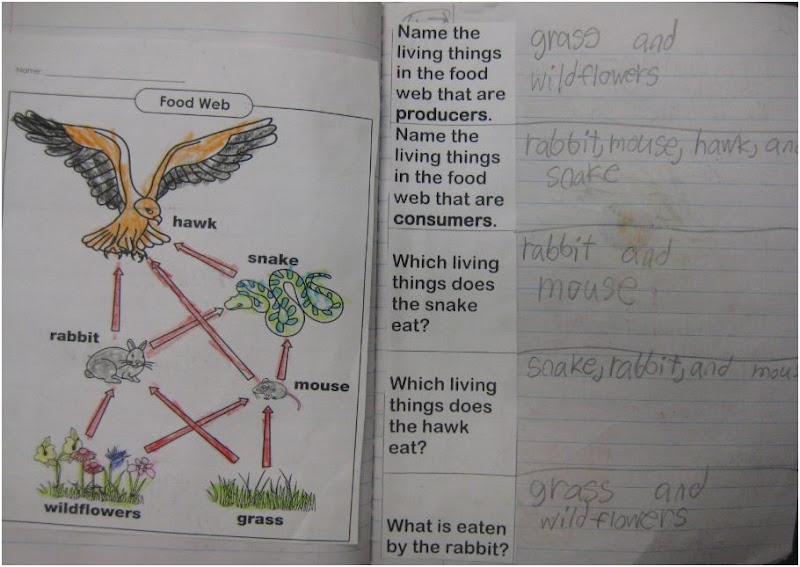 Sweet Teach: Science Notebooking: Animal Adaptations