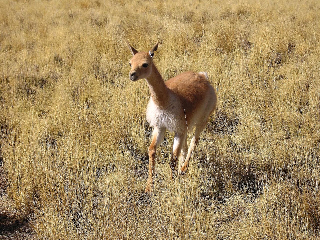 La vicuña del Perú, la lana más fina del mundo: Peru, Vicuña ...