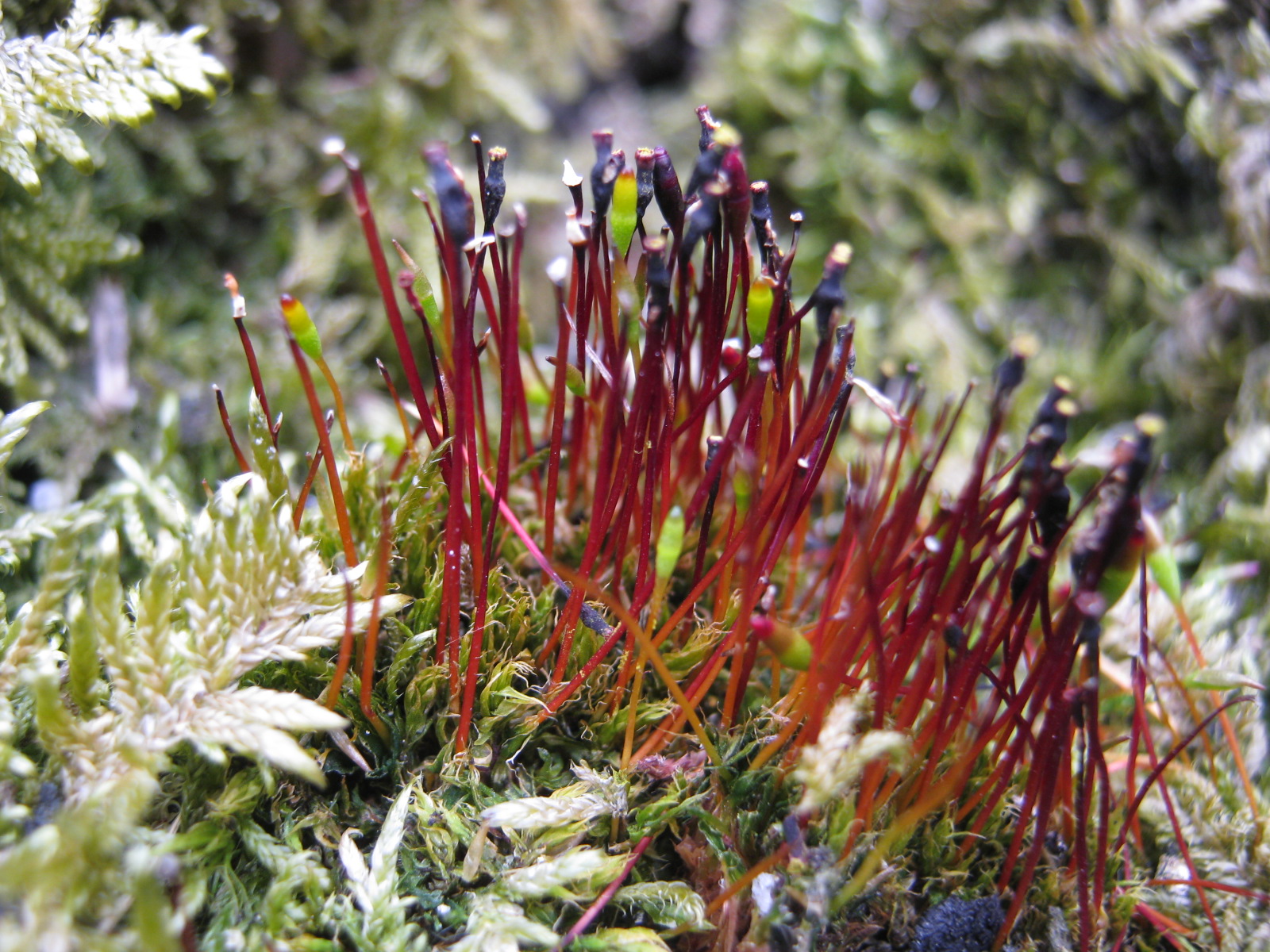 South Wales Bryophytes: Lovely! Splachnum
