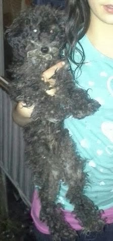 Hearts to the Rescue: Virginia: 7 year old blind poodle unwanted by owners