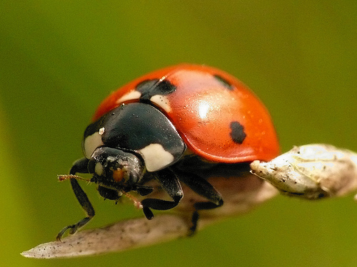 El ojo del buitre: Insectos - Mariquita ó Cochinilla (Coccinela septem ...