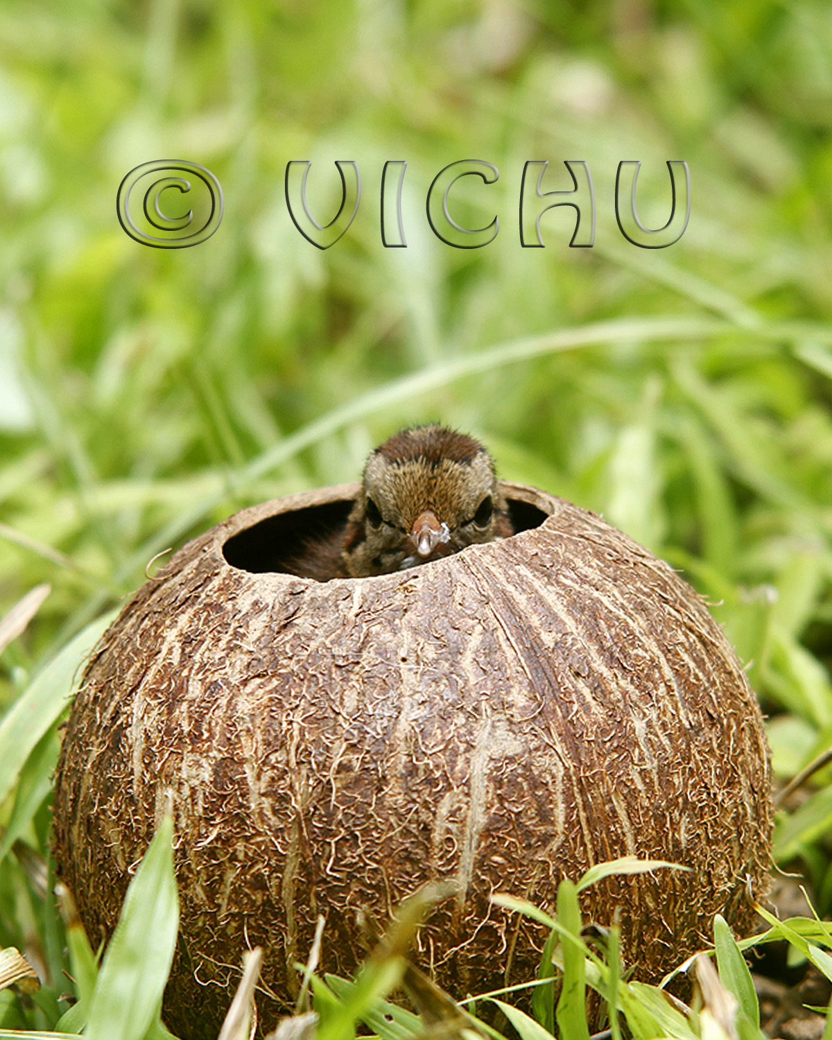 IMAGENES Y VIAJES: BICHITOS