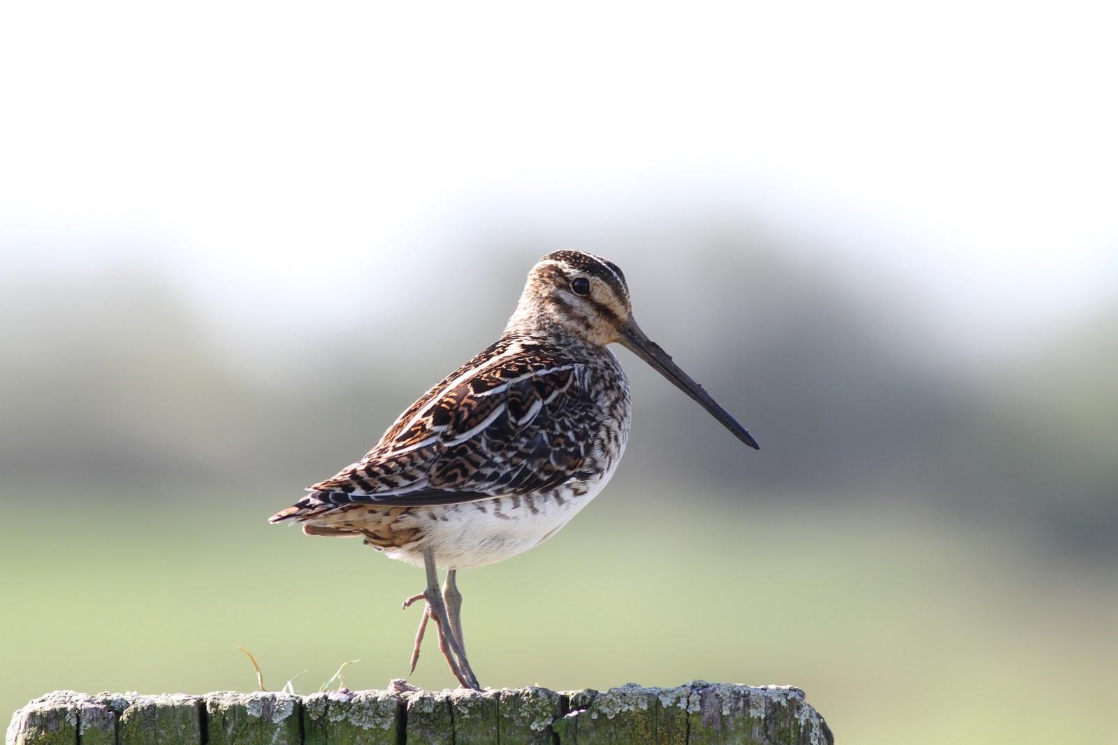CAMBRIDGESHIRE BIRD CLUB GALLERY: Common Snipe