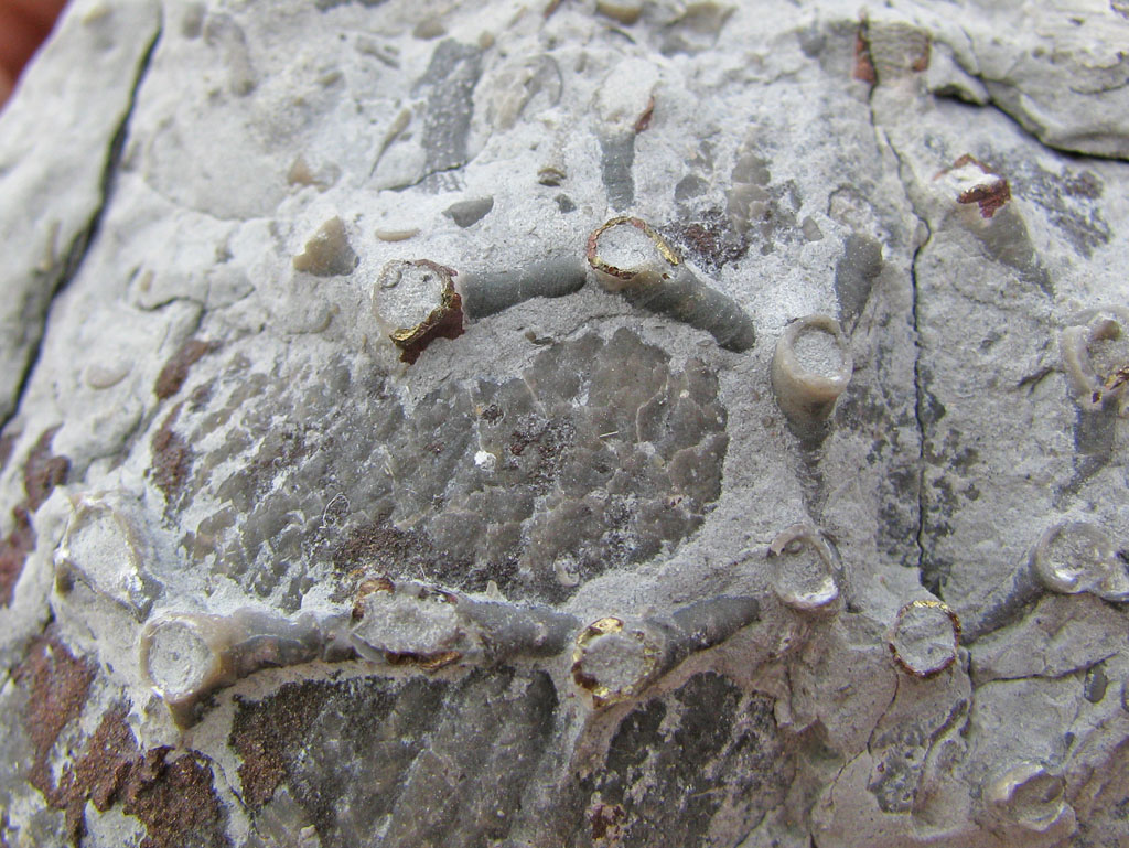 Views of the Mahantango: Aulopora from the Silica Shale