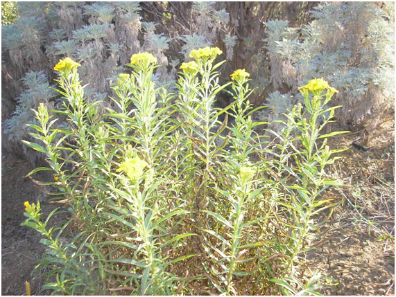 Plantas Aromáticas: Aroma a Anís