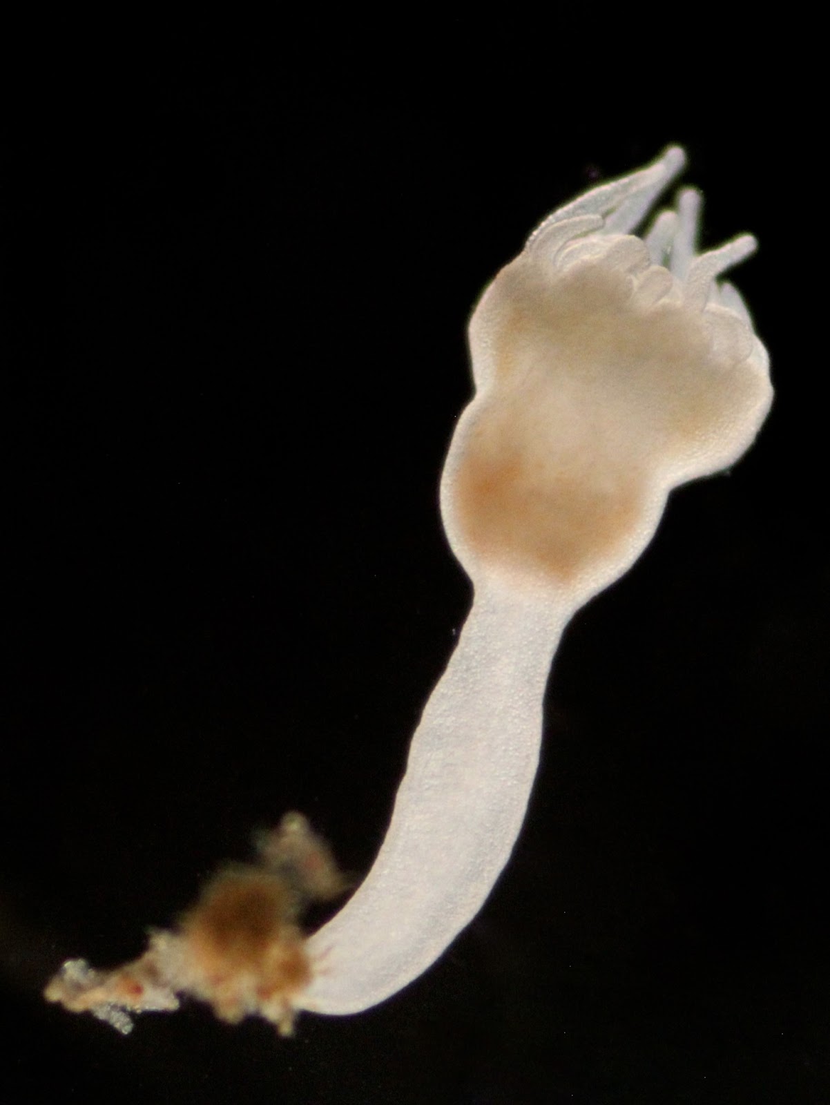 Developmental Biology in the Ocean 2013: Cephea cephea pt. 3