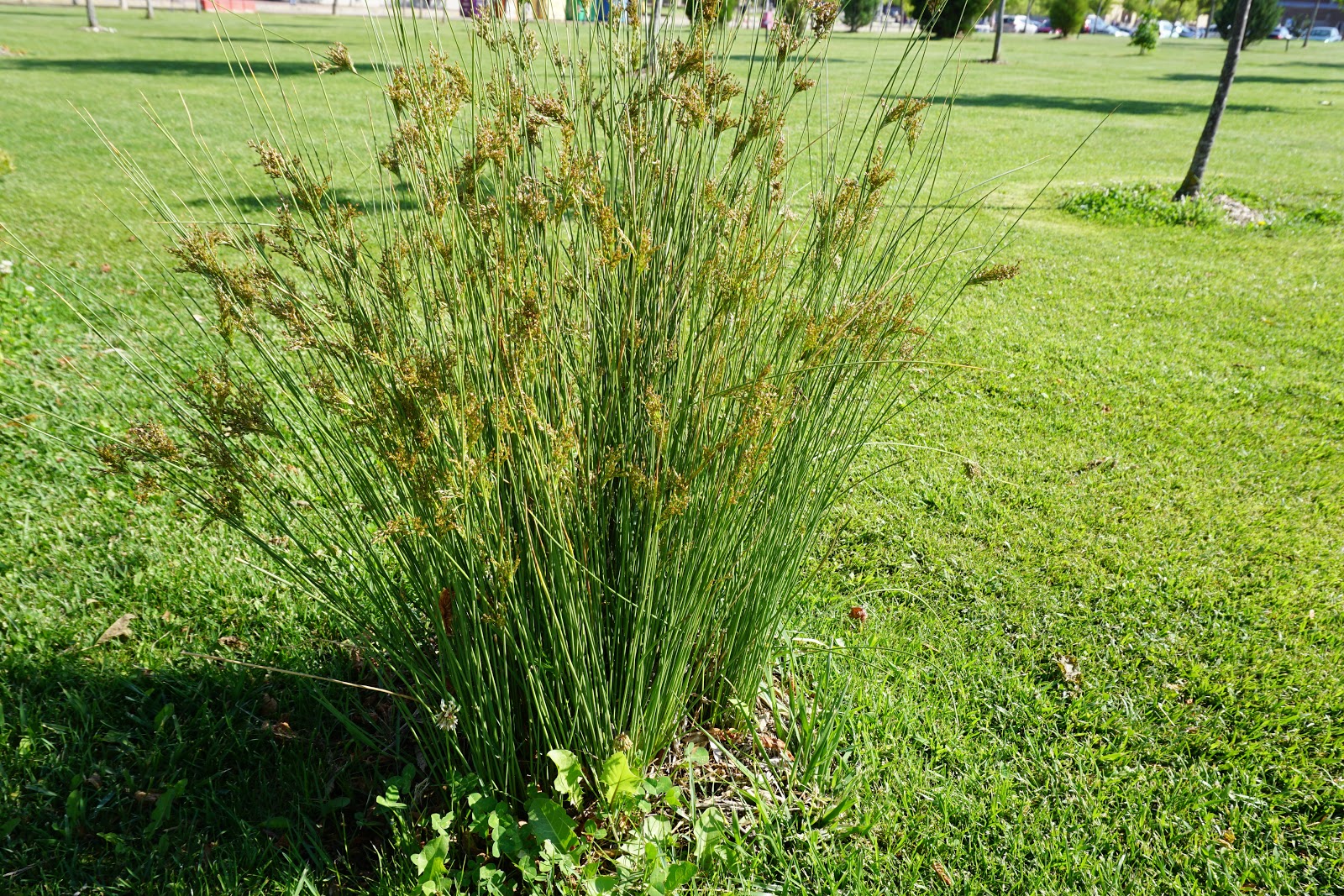 Plantas de Huerta Otea, Salamanca: Junco de estera (Juncus effusus)