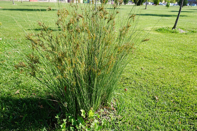 Plantas de Huerta Otea, Salamanca: Junco de estera (Juncus effusus)