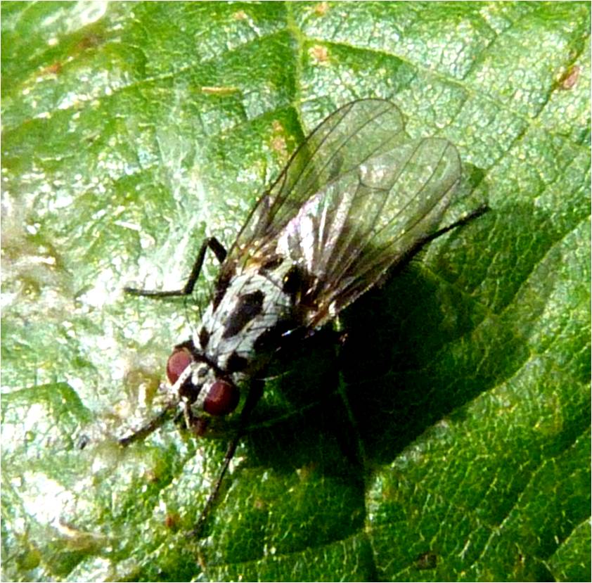 Insects of Scotland: Other Flies/Picture-wing Flies