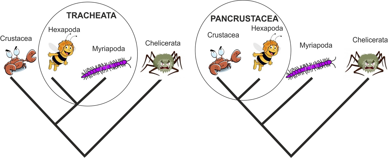 Pancrustacea - Alchetron, The Free Social Encyclopedia