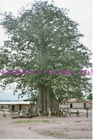 Tafia Naija: Anambra: 200-yr-old Iroko tree kills 2, injures 8