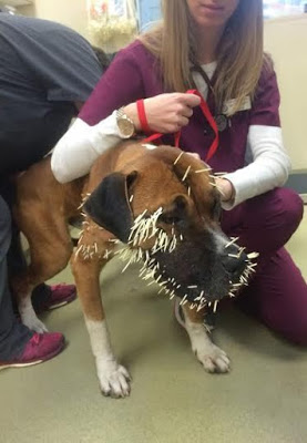 Tosmoniyi: See This Unfortunate Dog's Injuries After Fight With Porcupine