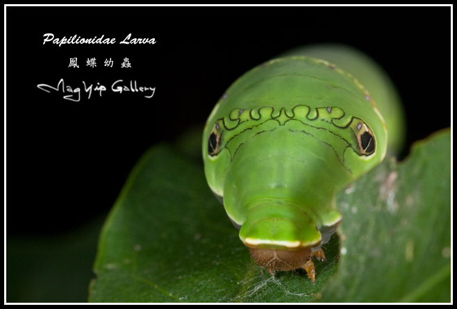 MAG YIP GALLERY: Papilionidae Larva