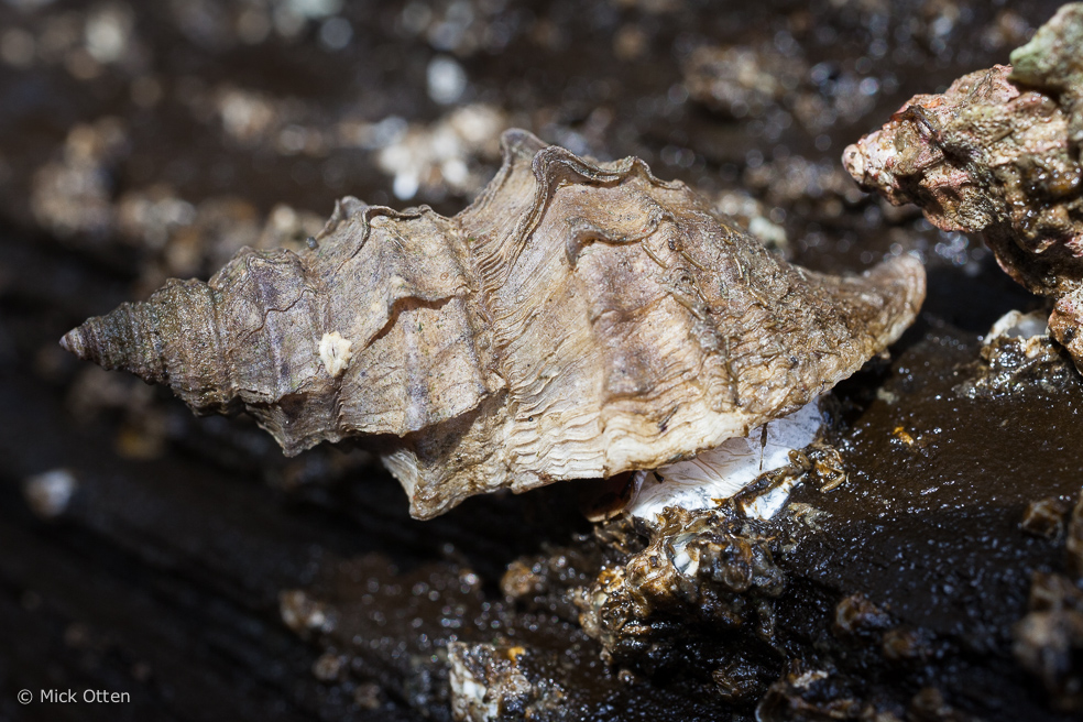 Mick's marine biology: May 2014