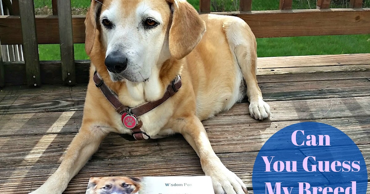 Lapdog Creations: We Solved Sophie's Mystery with Wisdom Panel # ... Lapdog Creations: We Solved Sophie's Mystery with Wisdom Panel # ...