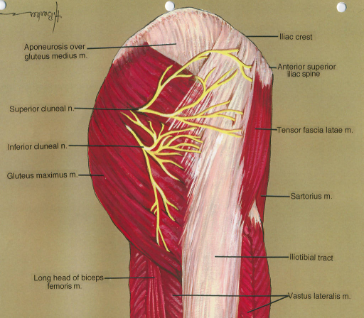 MT Endangerment Sites: 33. Cluneal Nerves