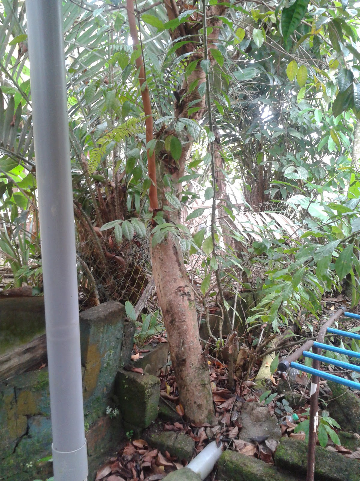 Pokok Serai Kayu aka Salam (pokok induk)