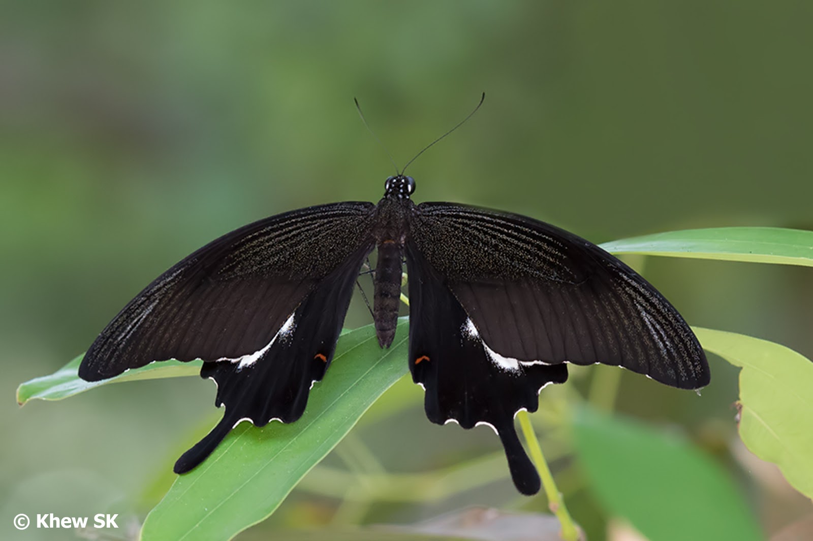 Butterflies of Singapore: Black and White