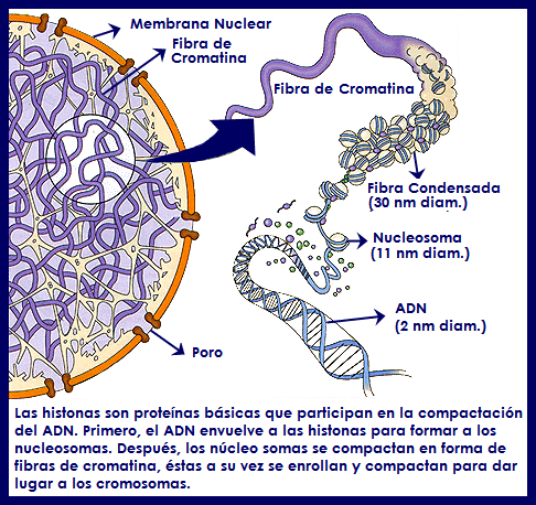 P-42 En la compactación del ADN presente en la cromatina intervienen ...