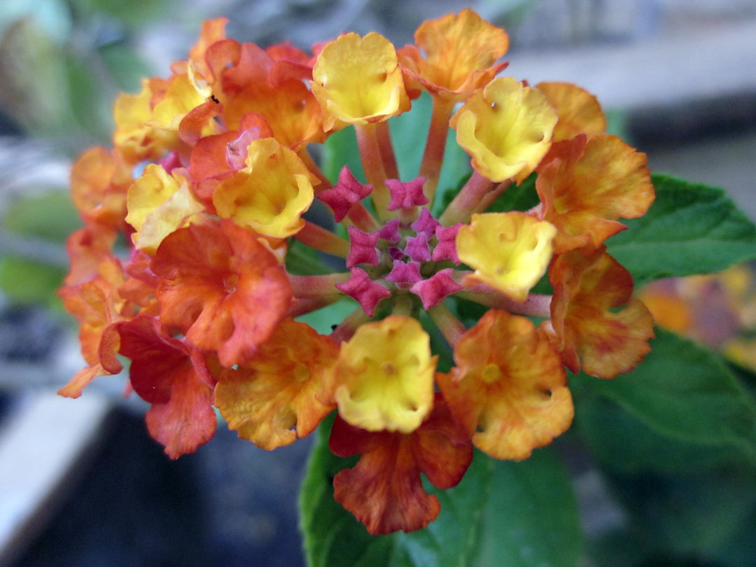 S T i l e T To: Lantana Camara - A berryful harvest
