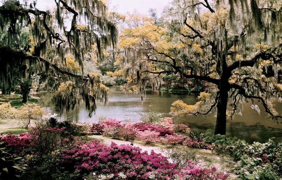 Imagini de Padure - Peisaje Padure